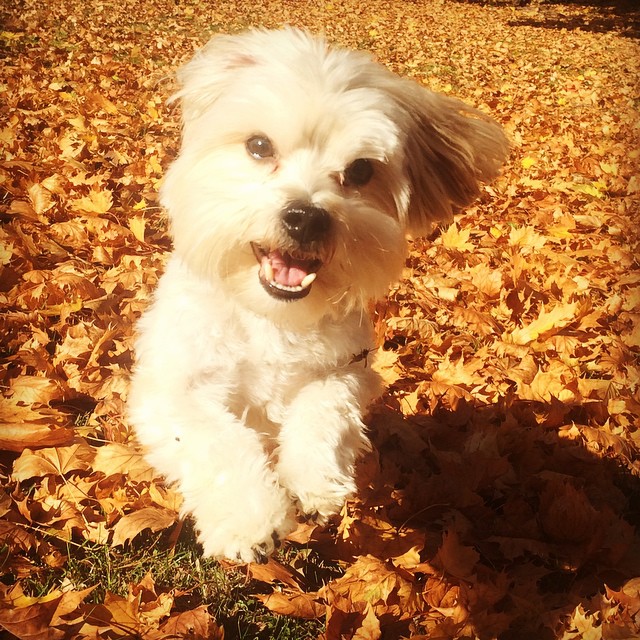 Snickerdoodle Dog (2023): Breed Info, Pictures,Facts & Guide