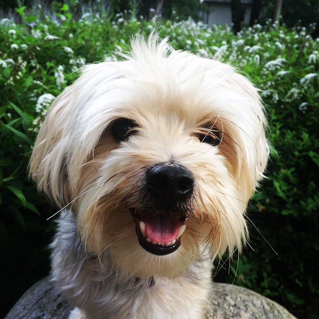 Snickerdoodle Dog (2023): Breed Info, Pictures,Facts & Guide