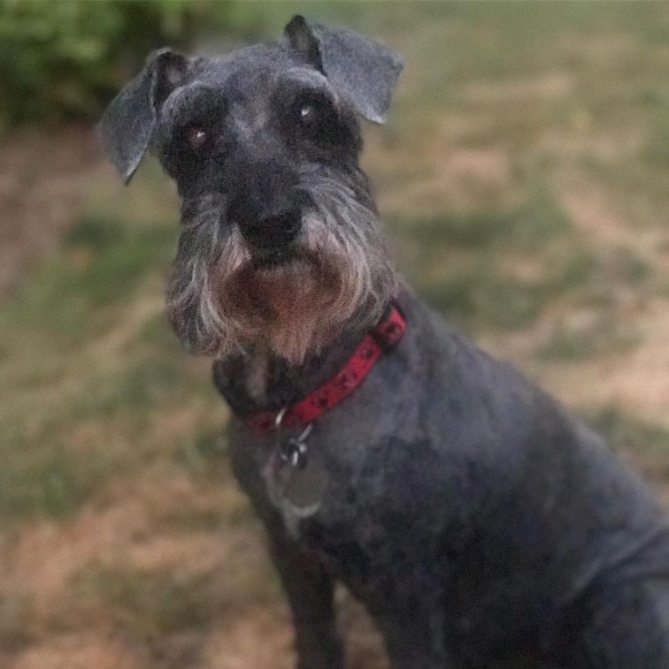 Snickerdoodle Dog (2023): Breed Info, Pictures,Facts & Guide