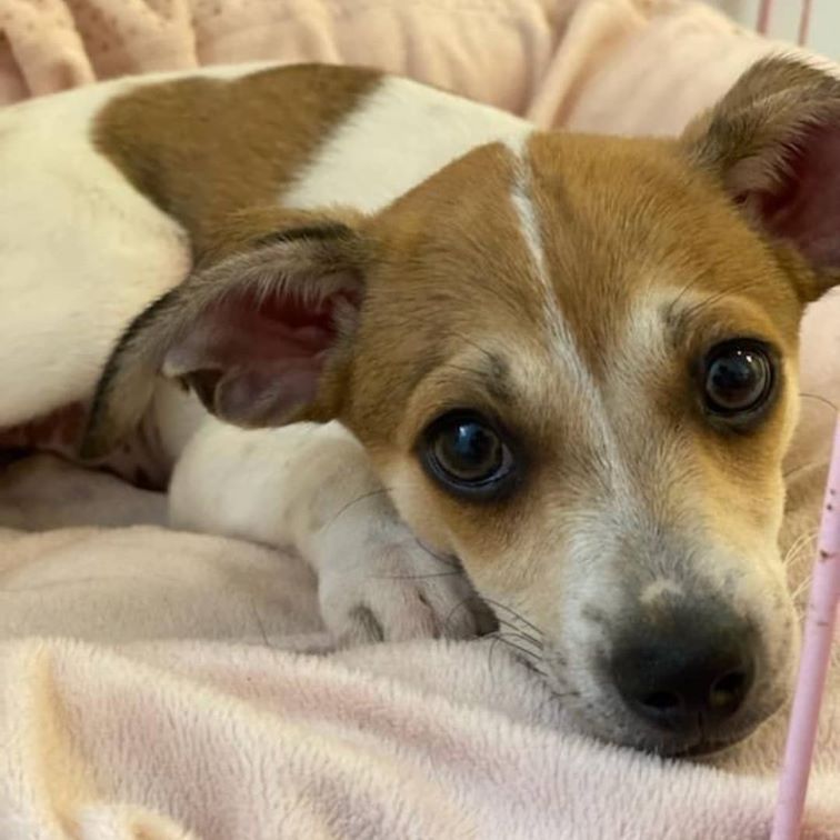 Italian Greyhound Rat Terrier Mix :(2023) You Must Know!