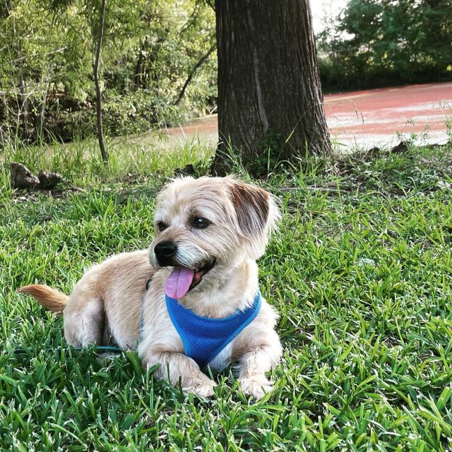 Snickerdoodle Dog (2023): Breed Info, Pictures,Facts & Guide