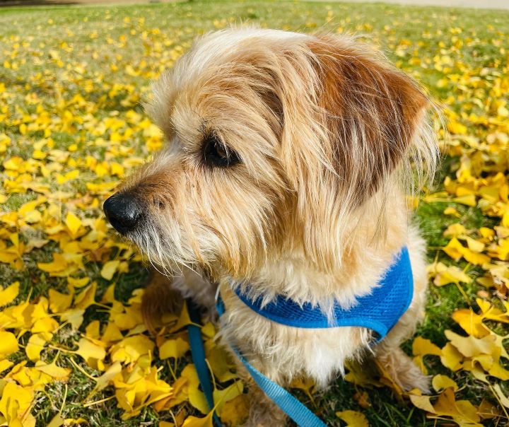 Snickerdoodle Dog (2023): Breed Info, Pictures,Facts & Guide