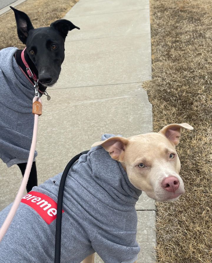 Weimaraner Pitbull Mix (2023) : Breed Info, Pic & Facts