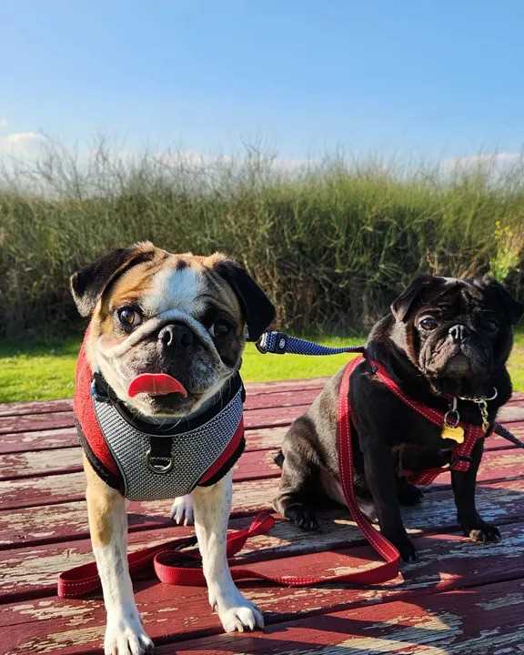 Panda Pug Breed (2023): Info, Pictures, Facts & Everything