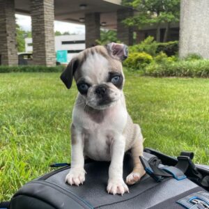 Panda Pug Breed (2023): Info, Pictures, Facts & Everything