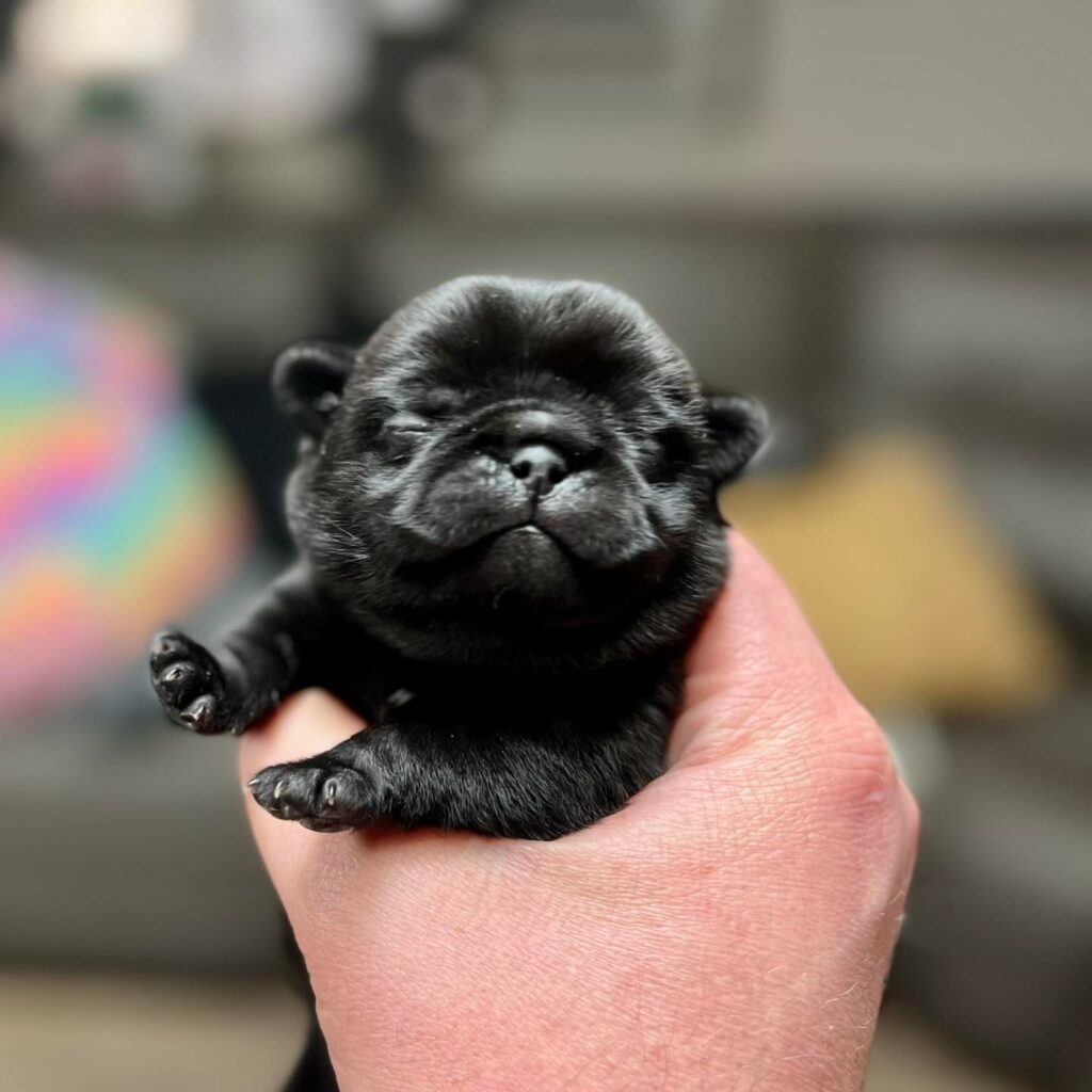 Panda Pug Breed (2023): Info, Pictures, Facts & Everything