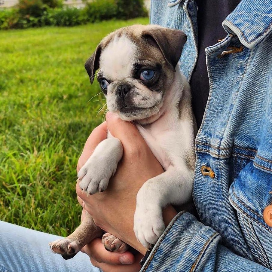 Panda Pug Breed (2023): Info, Pictures, Facts & Everything