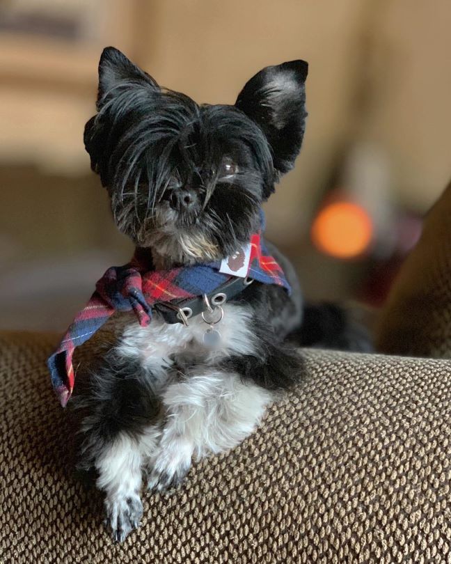 Black Yorkie : What You Must Know In 2023?