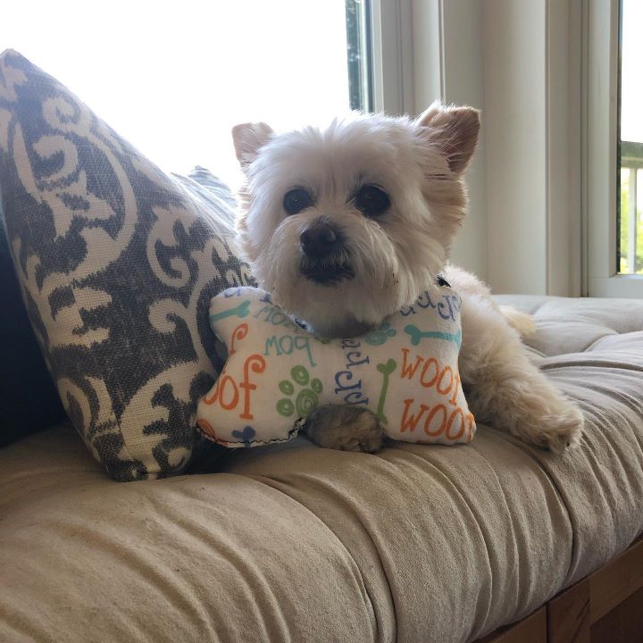 Snickerdoodle Dog (2023): Breed Info, Pictures,Facts & Guide