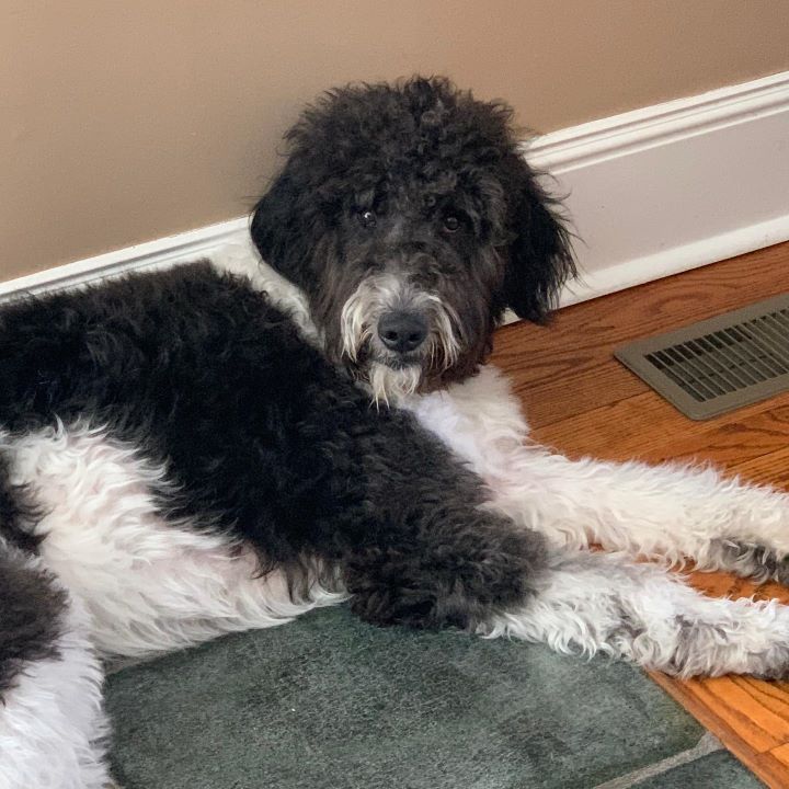 Black and White Goldendoodle Breed (2023) : Pictures & Facts