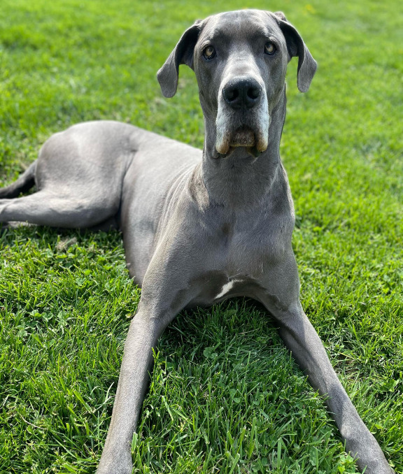 Blue Great Dane: Breed Info, Pictures & Everything (2023)