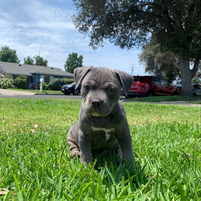 Blue Tri Bully ( American Bully ) 2023: Breed Info & Facts