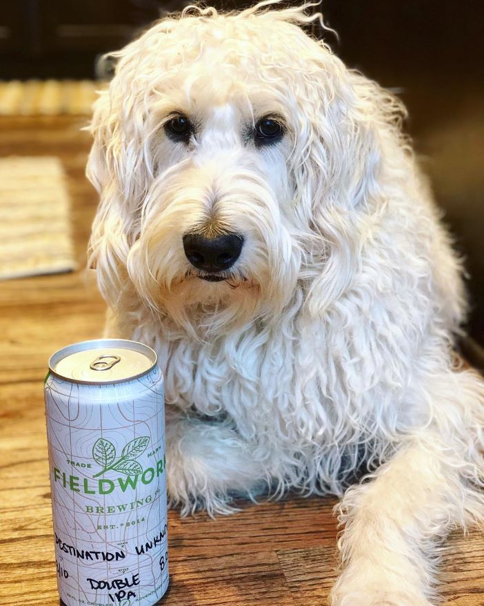 White Goldendoodle (2023): Pictures, FAQ ,Facts & Everything