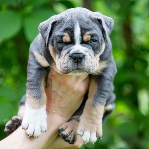 Blue Tri Bully ( American Bully ) 2023: Breed Info & Facts