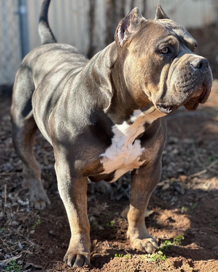 Blue Tri Bully ( American Bully ) 2023: Breed Info & Facts