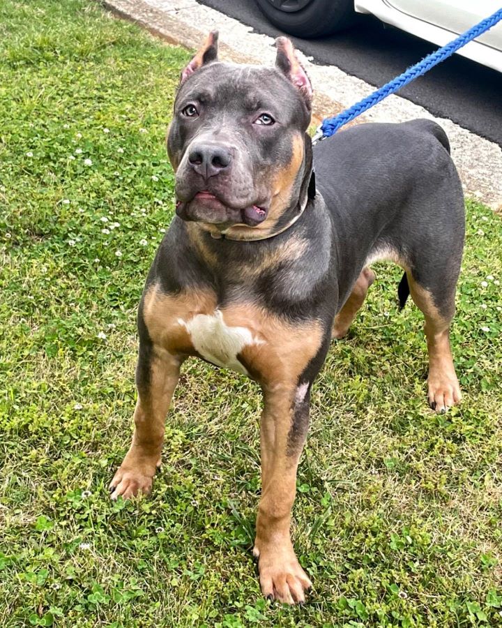 Blue Tri Bully ( American Bully ) 2023: Breed Info & Facts