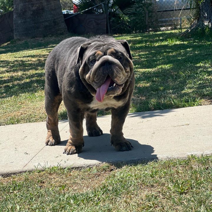 Blue Tri Bully ( American Bully ) 2023: Breed Info & Facts