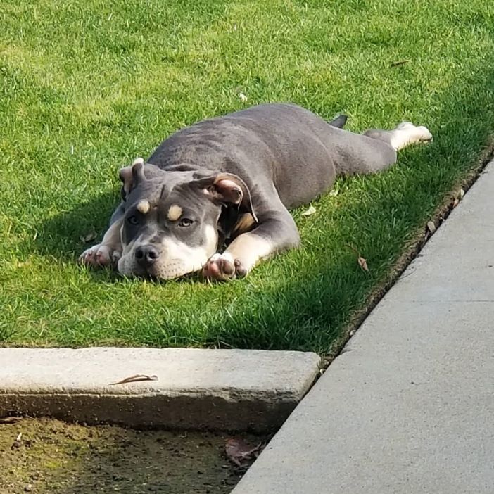 Blue Tri Bully ( American Bully ) 2023: Breed Info & Facts